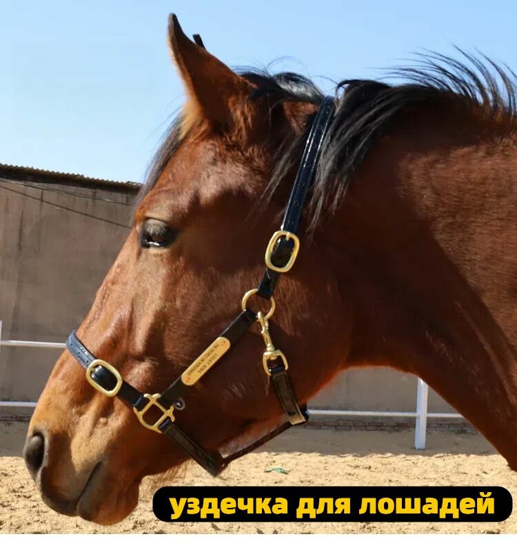 Уздечка для лошади