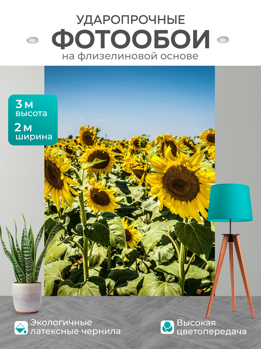 Фотообои моющиеся ударопрочные "Подсолнухи, цветы, подсолнечник" 200x300 см. флизелиновые на стену