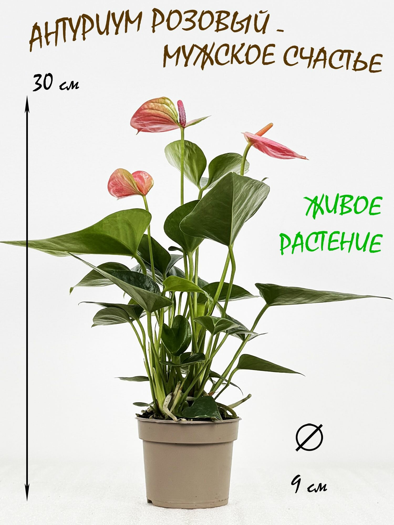 Антуриум розовый в горшке, PRO фикус живое растение, высота 30-35см