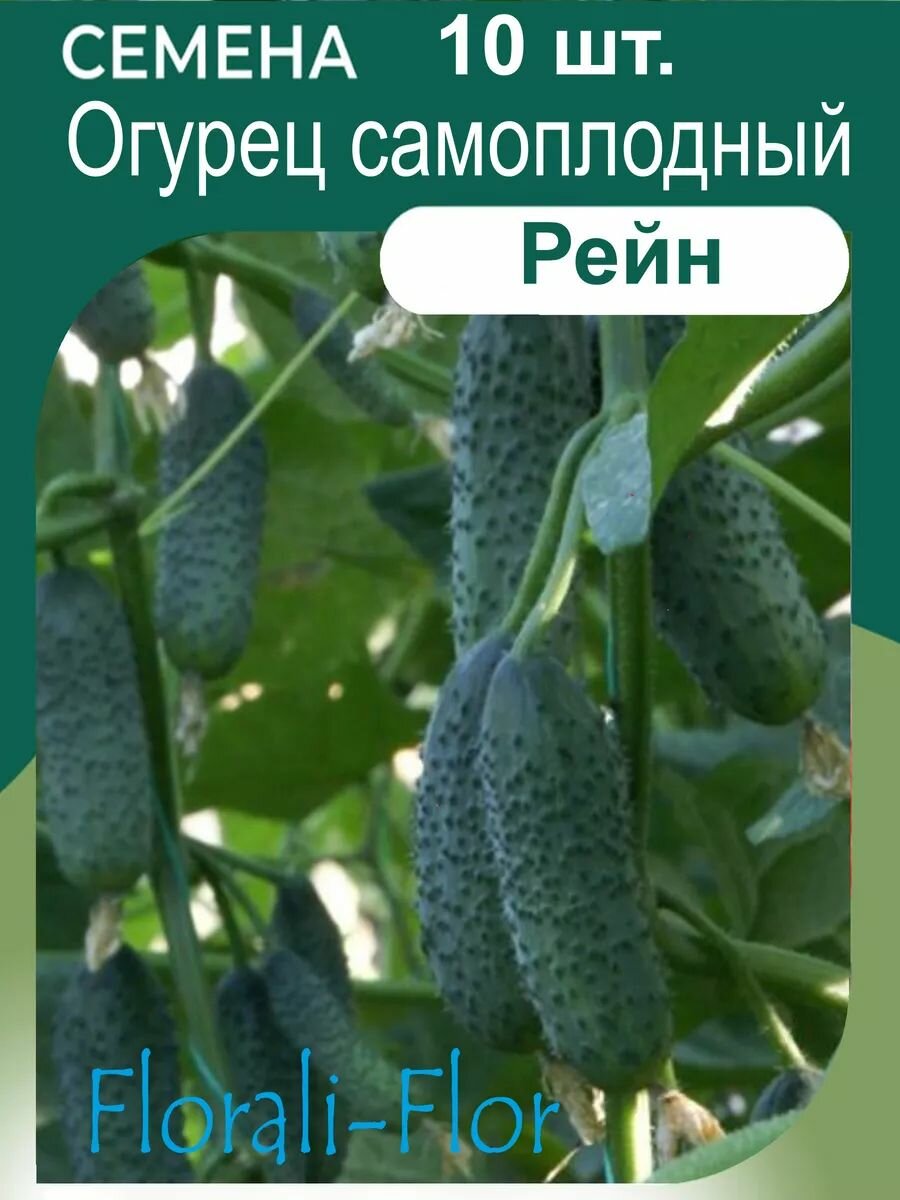Семена Огурец скороплодный