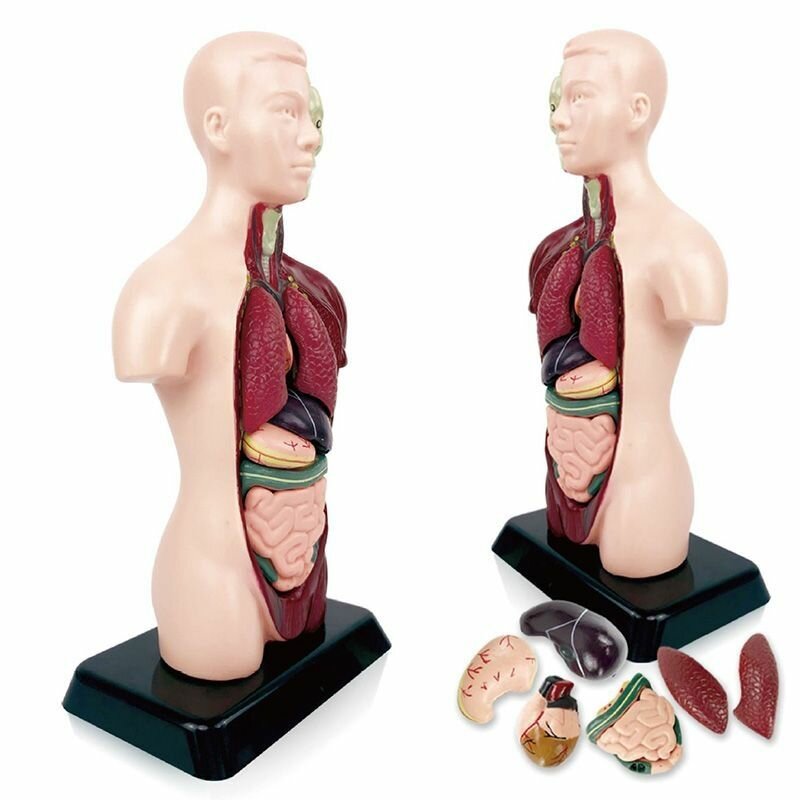 Анатомическая модель, Анатомическая модель для детей "Строение тела человека"