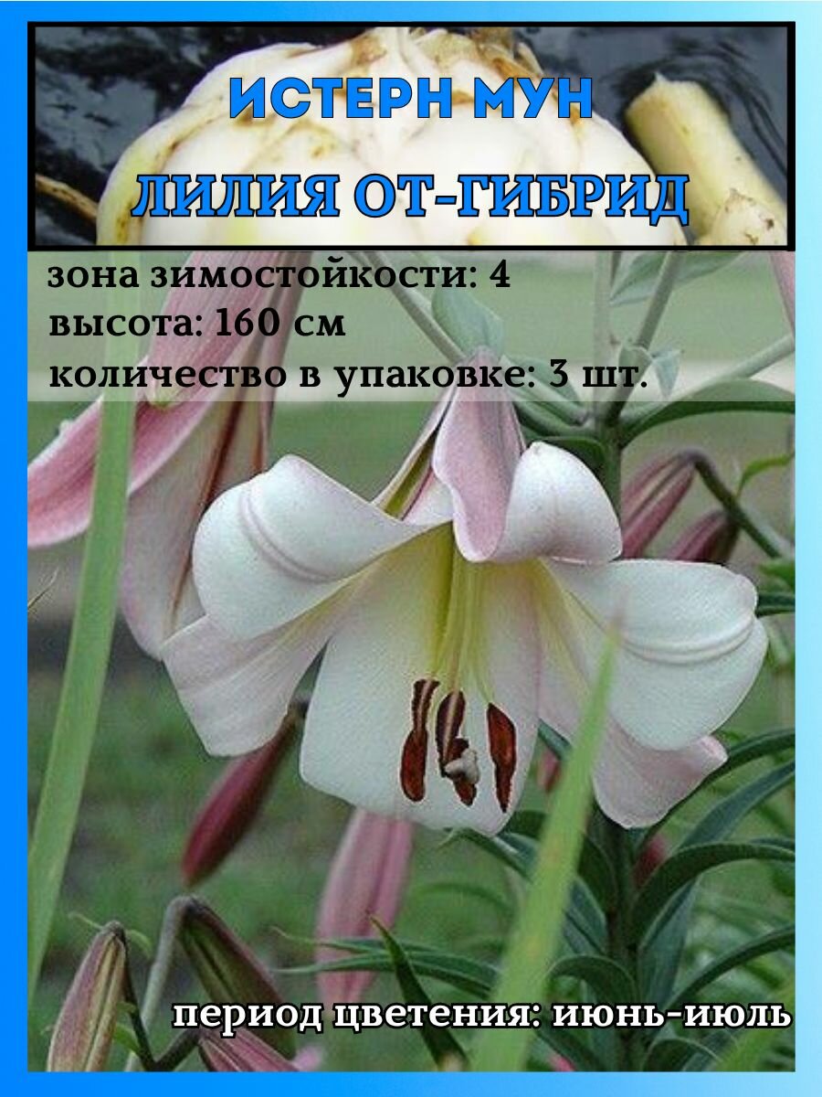 Лилия от-Гибрид, Истерн Мун, луковицы 3 штуки