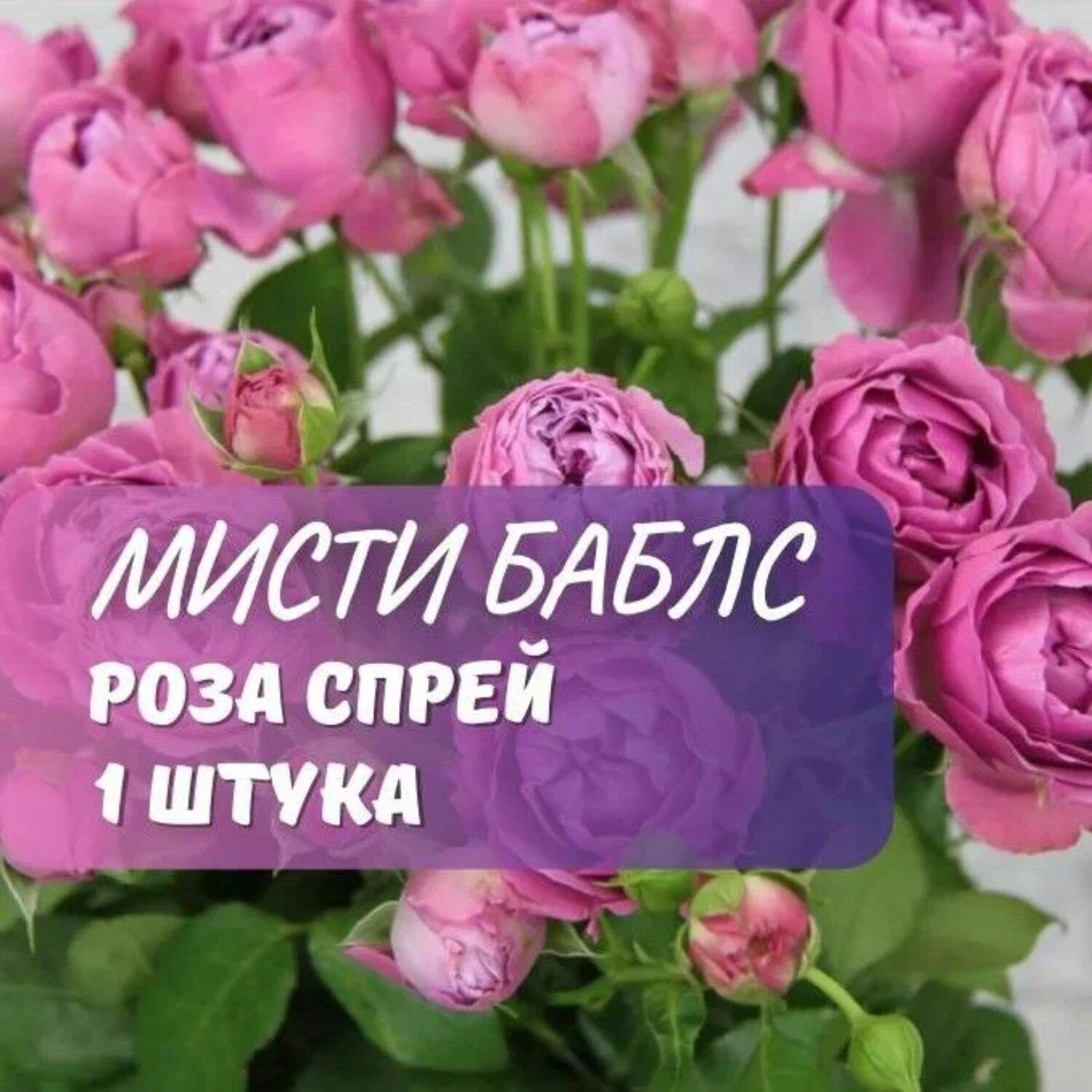Роза спрей "Мисти Бабблс", 1 саж, фиолетово-розовая, ЗКС, высота 30-50 см, многолетняя