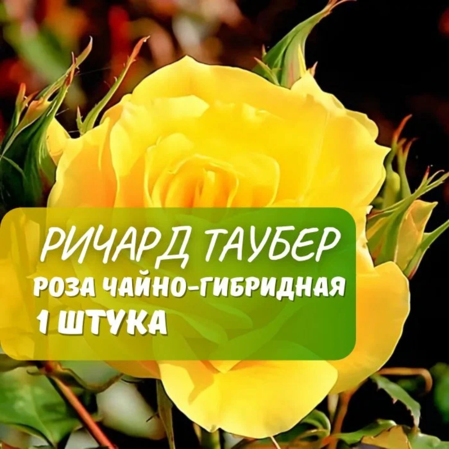 Роза чайно-гибридная Ричард Таубер , 1 саженец , многолетняя , желтая