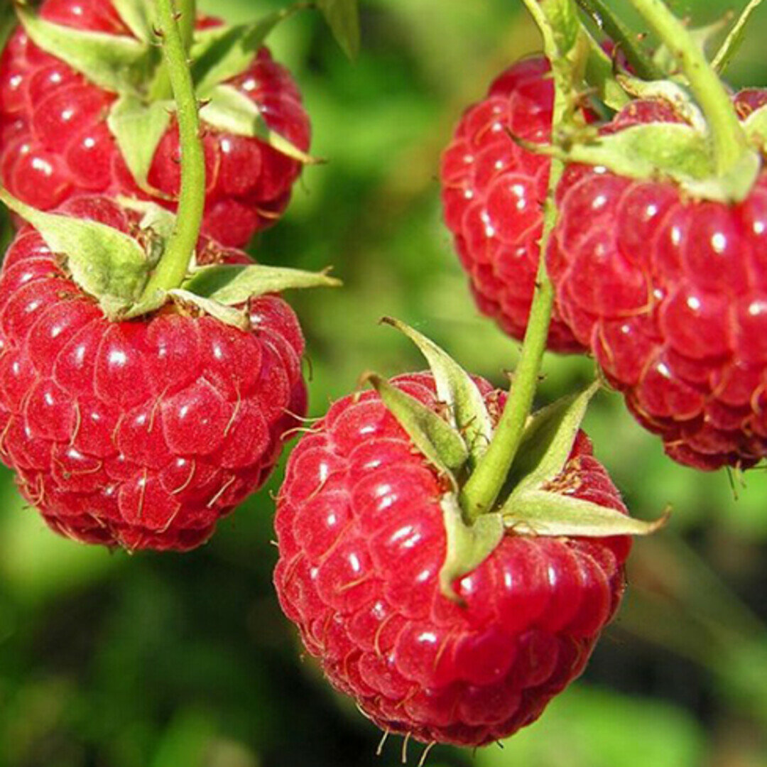 Малина крупноплодная "Вилламет" / 2 шт, высокоурожайный, раннеспелый сорт