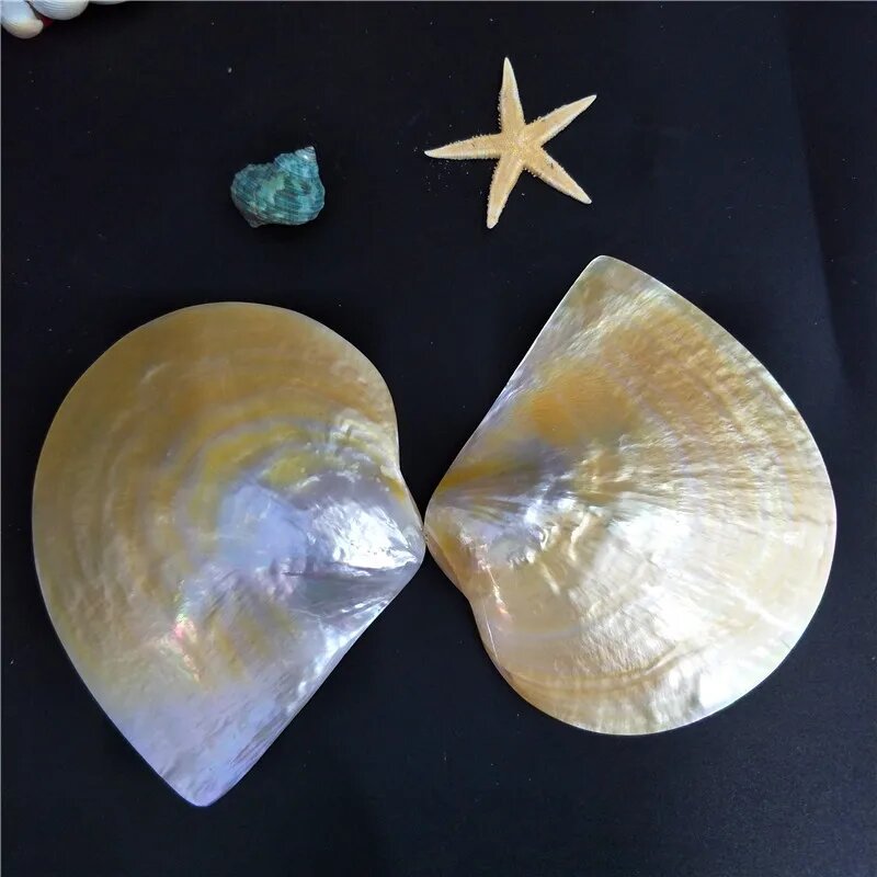 Ракушки каури из натурального желтого диска