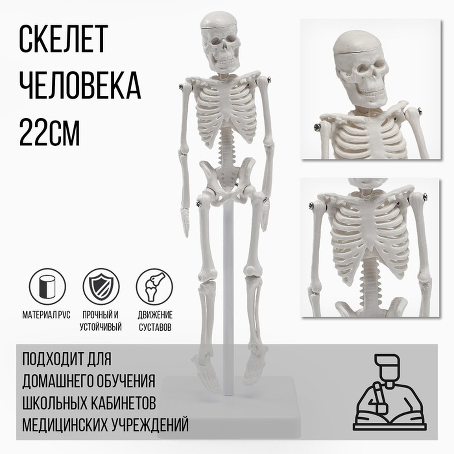 Анатомическая модель "Макет скелета взрослого человека", 22 см