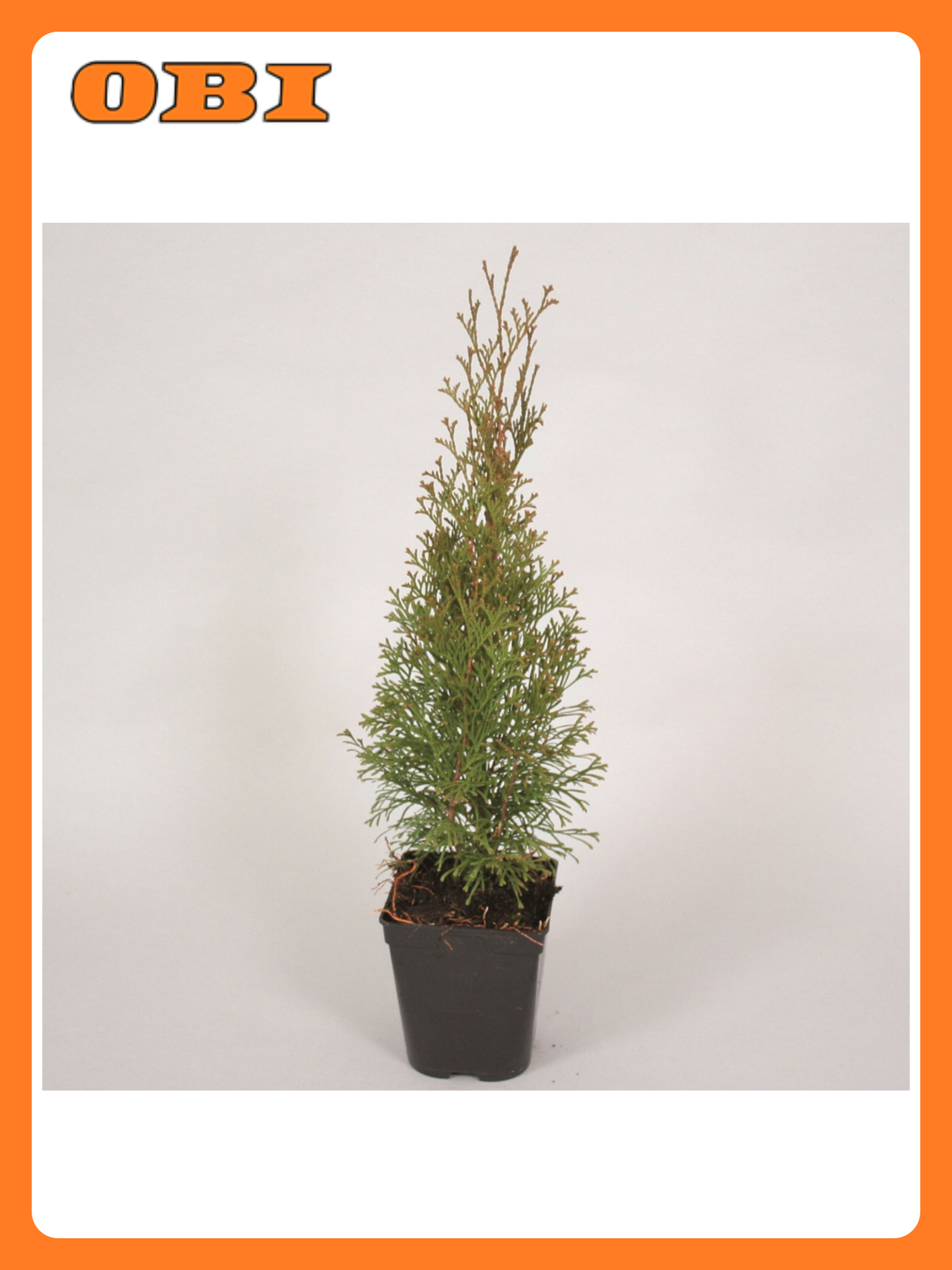 Туя западная "Смарагд" 881604, многолетняя, хвойная, декоративная