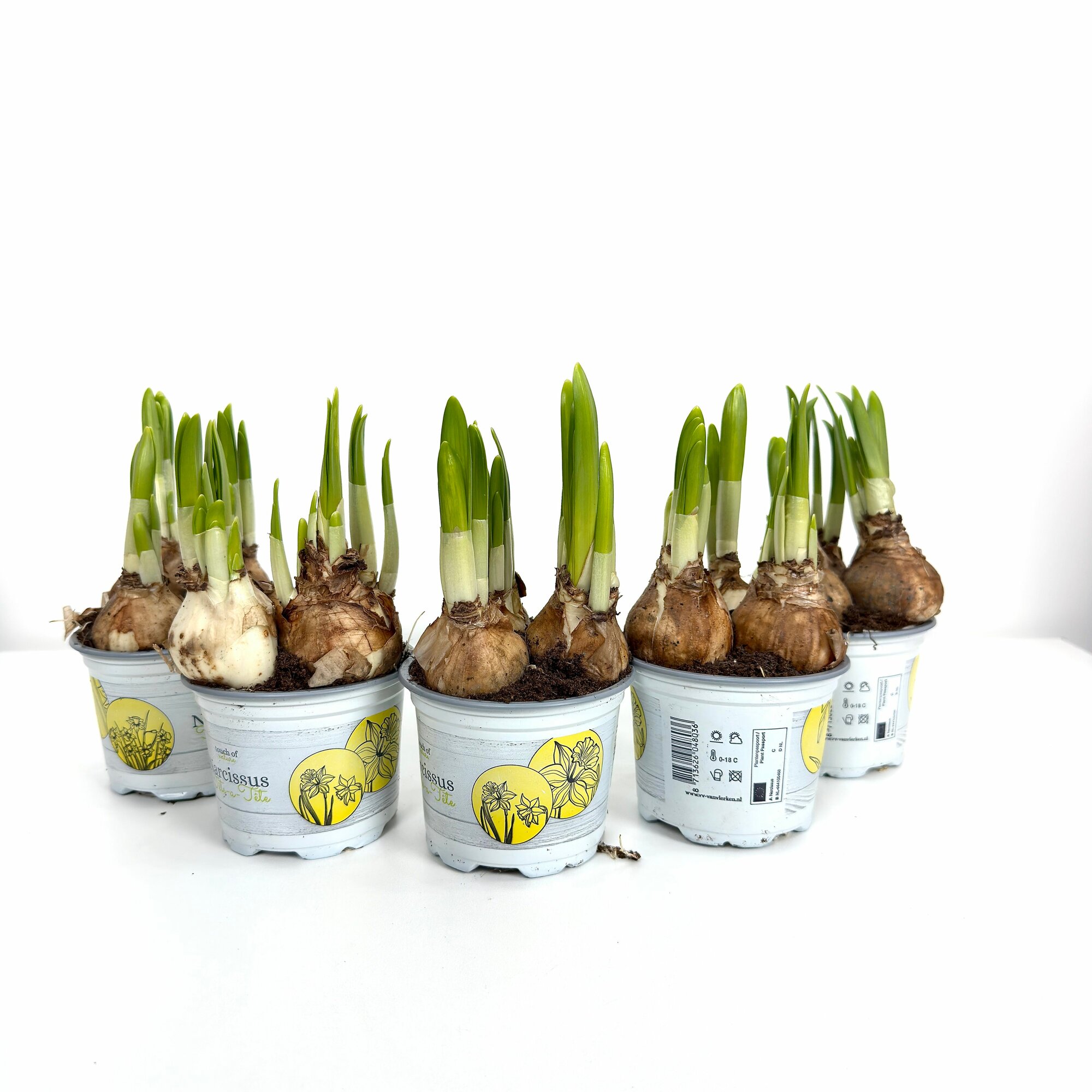 Набор 5 растений: Нарцисс 3+ луковицы, высота 15-20 см, живое растение