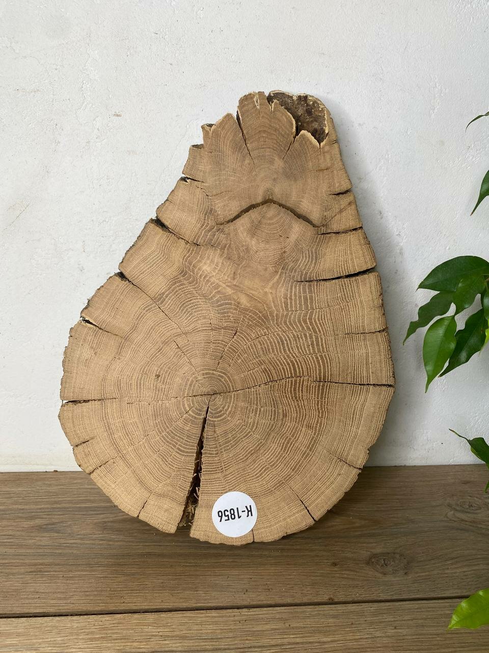 Спил дуб . Габаритные размеры 42х29х6 см. Шлифованный с 2-х сторон. артикул к1856