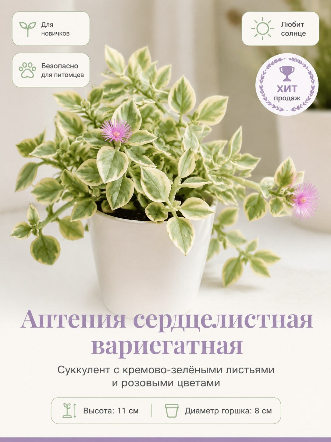 Аптения сердцелистная вариегатная Aptenia cordifolia variegata живое комнатное растение в горшке, ампельный суккулент с пёстрыми листьями
