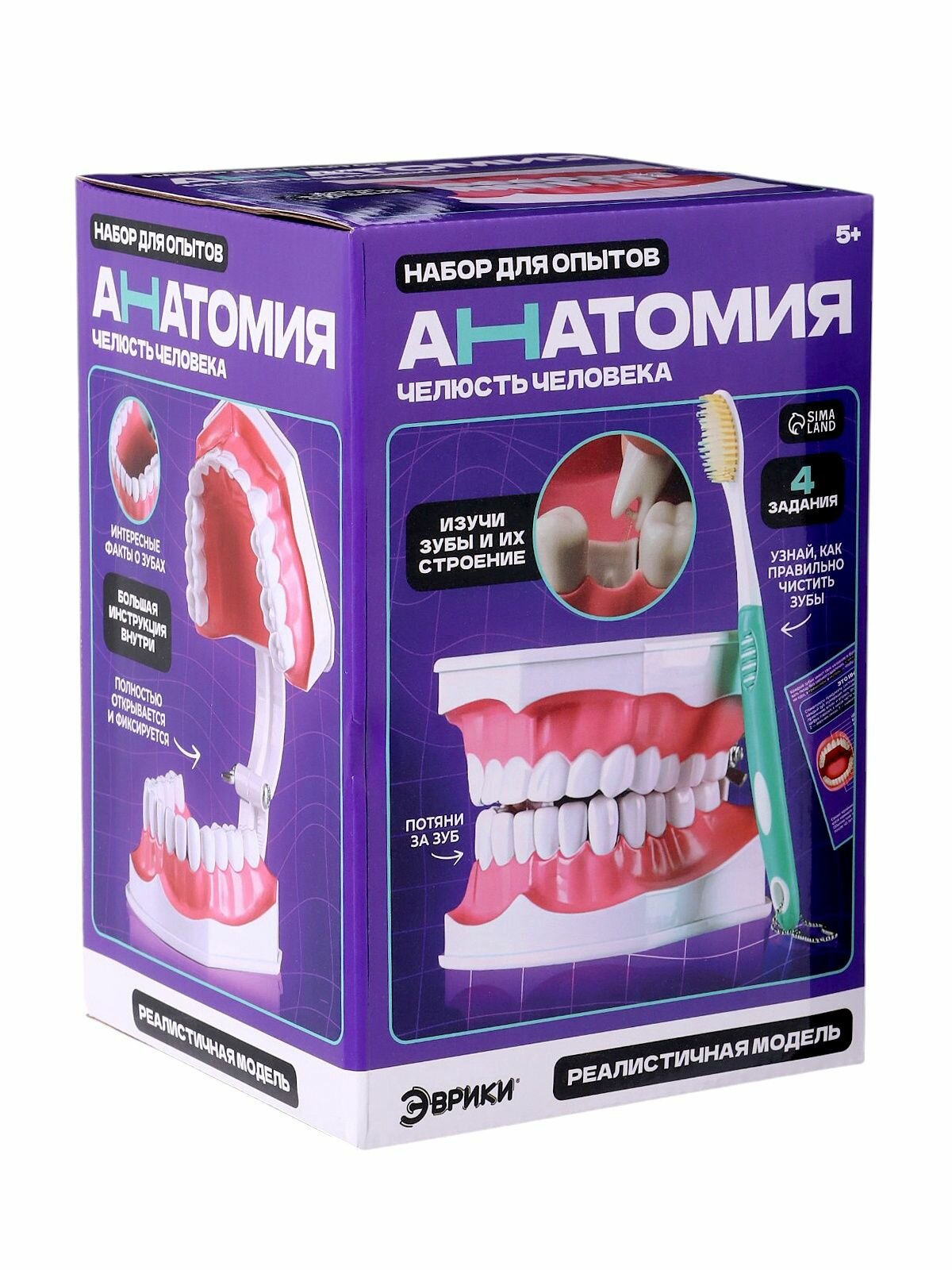 Набор для опытов "Анатомия", макет челюсти человека с щёткой, наглядный материал по анатомии для для школьников и студентов, набор по биологии для исследований строения тела, 4 задания