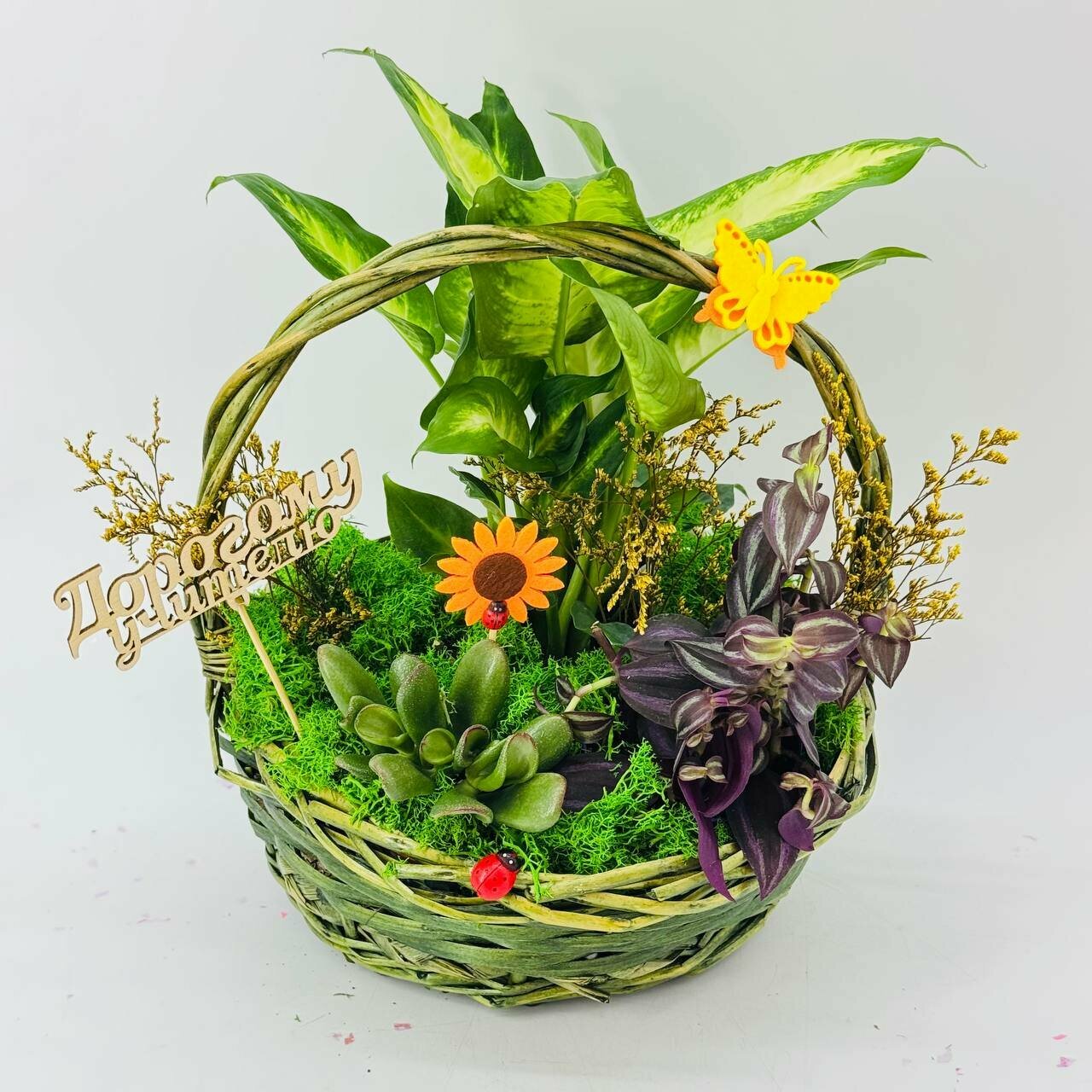 Подарочная корзина с комнатными цветами для учителя. Мини сад. Традесканция, крассула, диффенбахия