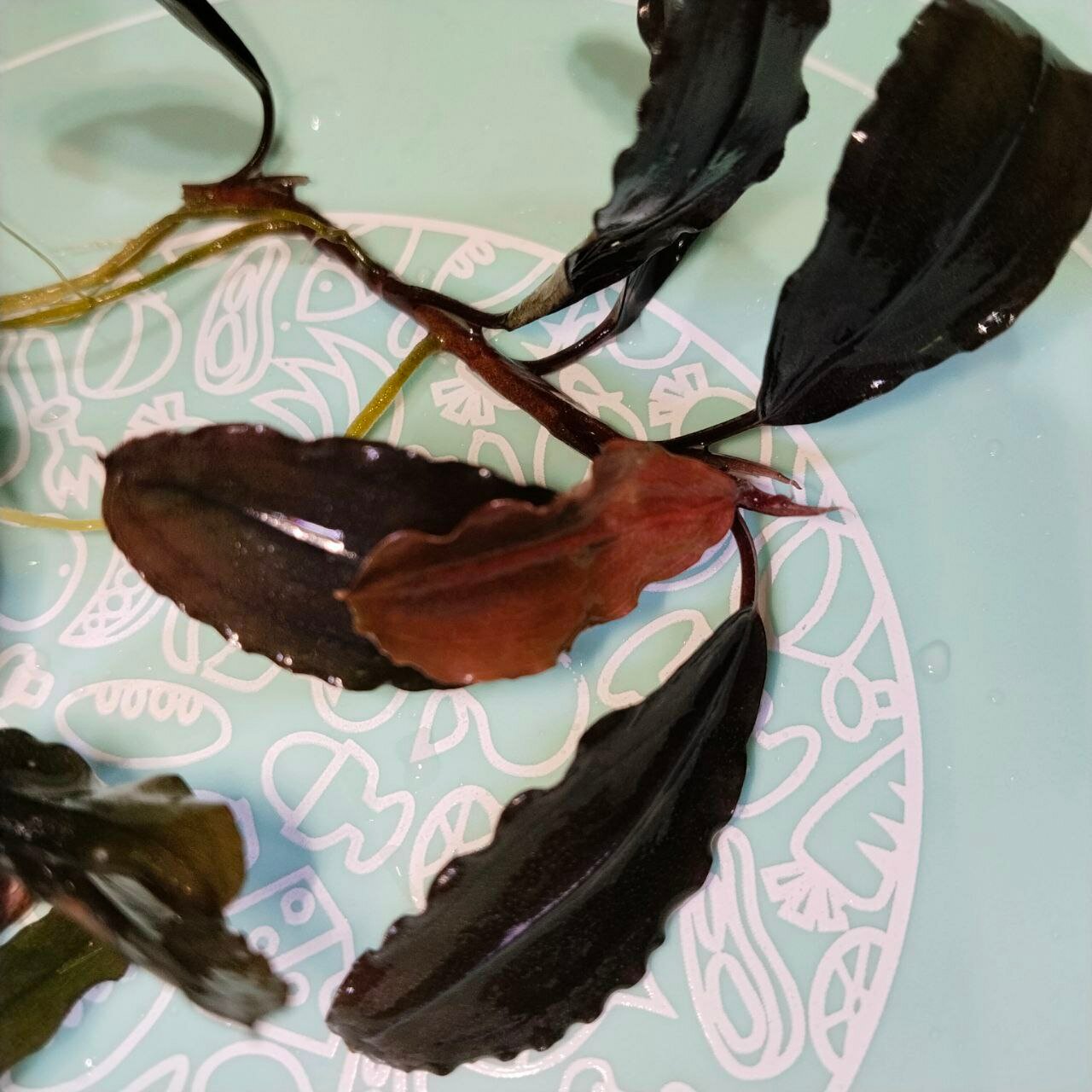 Растения для аквариума живые буцефаландр