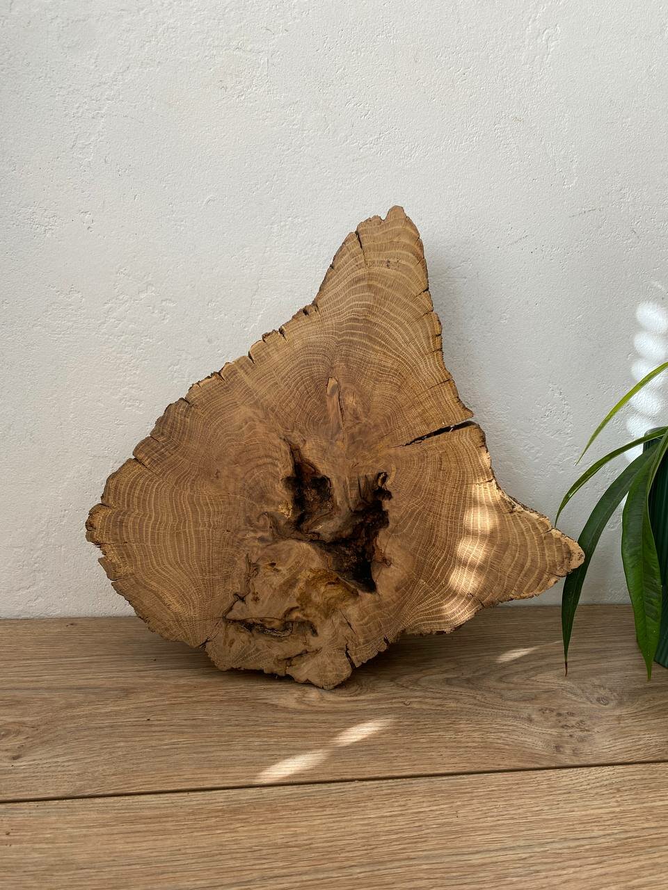 Спил дуб . Габаритные размеры 26х27х6,5 см. Калиброванный. Шлифованный с 2-х сторон,