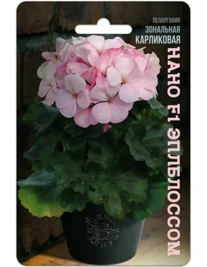 Семена Пеларгония карликовая Нано F1 Эплблоссом Биотехника