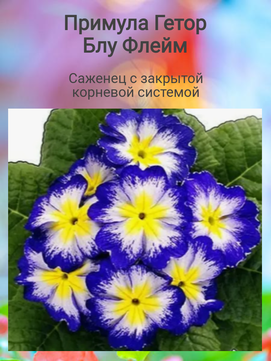 Примула Гетор Блу Флейм