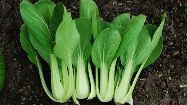 Коллекционные семена капусты китайская Ши Хо