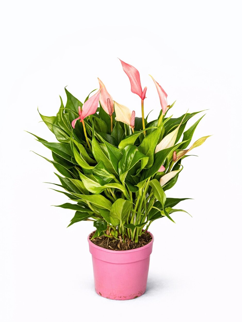Антуриум Бандерола розовый (Anthurium Andreanum Banderola "Pink") 9см