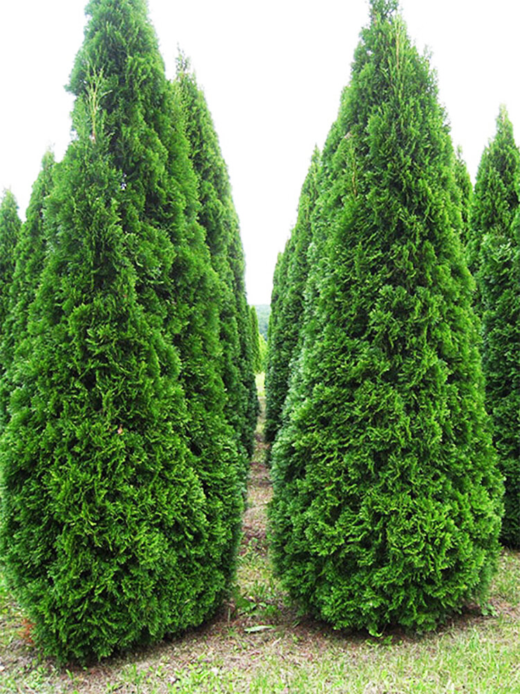Туя Западная Смарагд-Турри, Семена, 50 шт, семена хвойных, семена туи декоративной