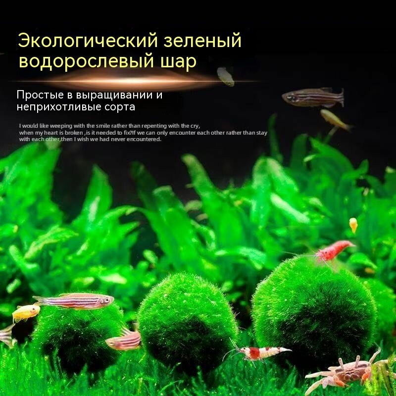 Кладофора 2см, 4 шт, шаровидная Маримо (Aegagropila linnaei)Живая декорация для аквариума.