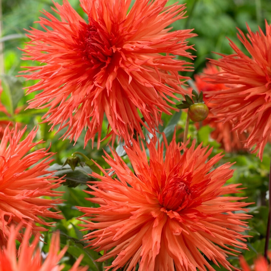 Георгина Оранж Мармелад (1 клубень), Нидерланды