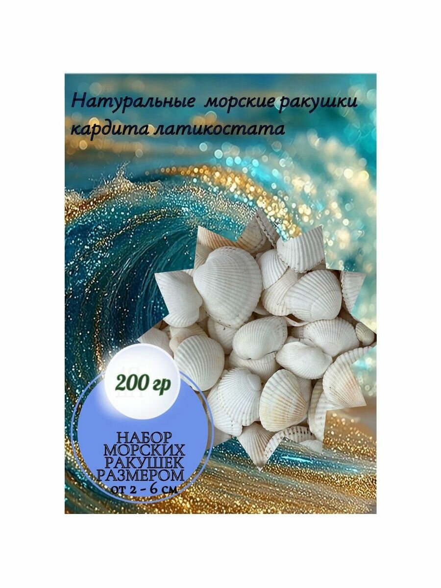 Натуральные морские ракушки декоративные, кардита латикостата, для поделок, аквариума, дизайна интерьера, 40 шт.