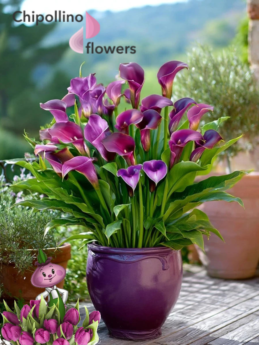 Клубни цветов, chipollino flowers, Калла PACO ( 2 клубня )фиолетовый