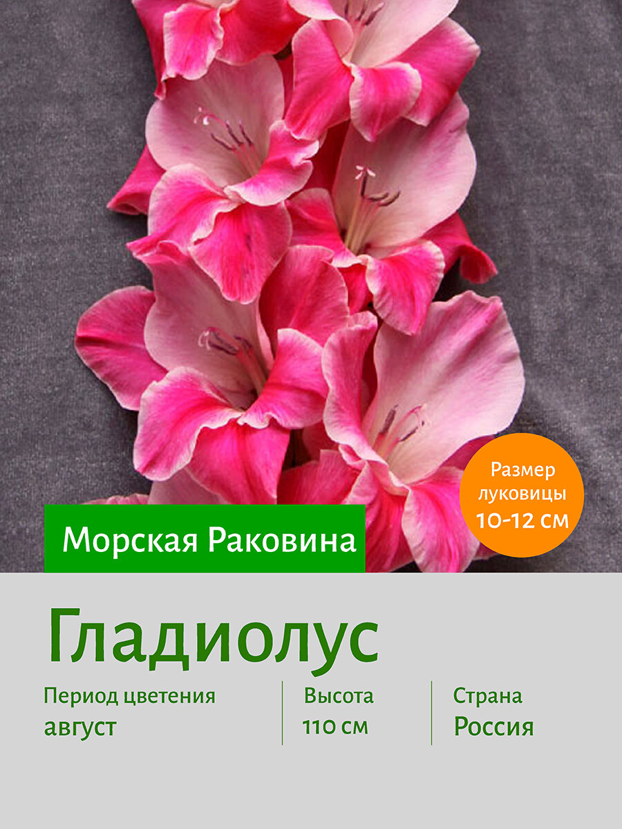 Гладиолус Морская Раковина (Morskaya Rakovina) луковицы 1 шт сотка