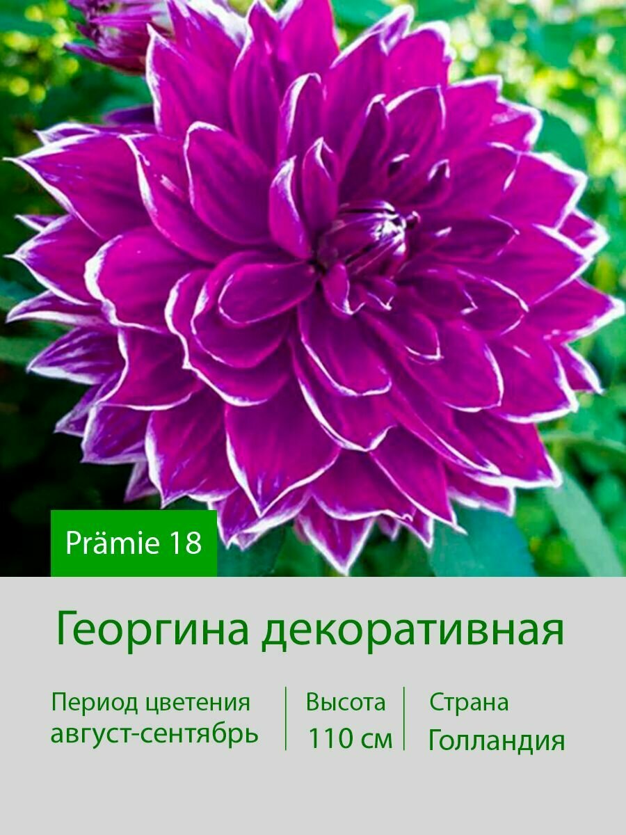 Георгина декоративная Премиум 18 (Pr mie 18) 1 шт. Сотка