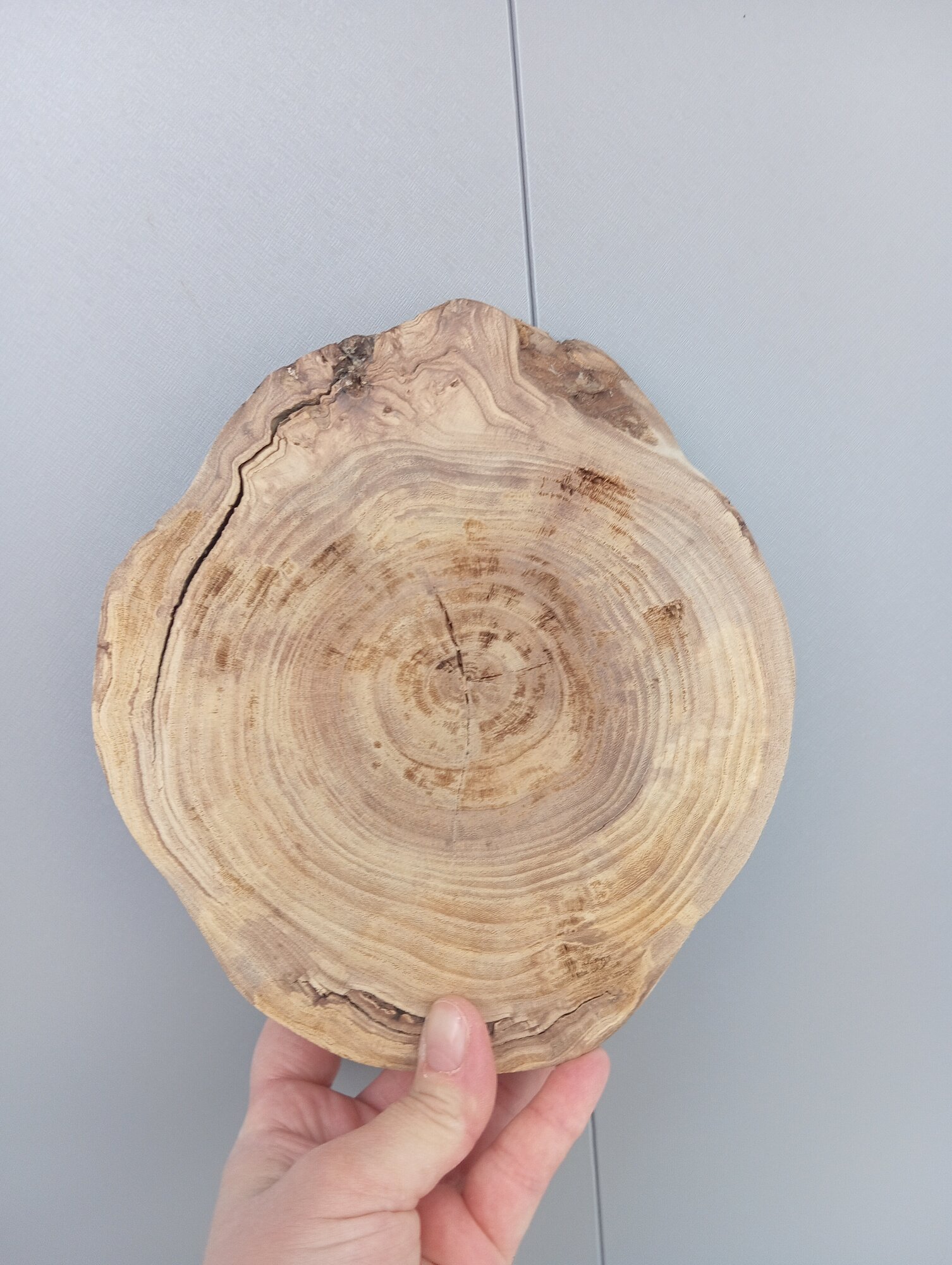 Спил дерева карагач, заготовка для поделок, доска d 18-14см