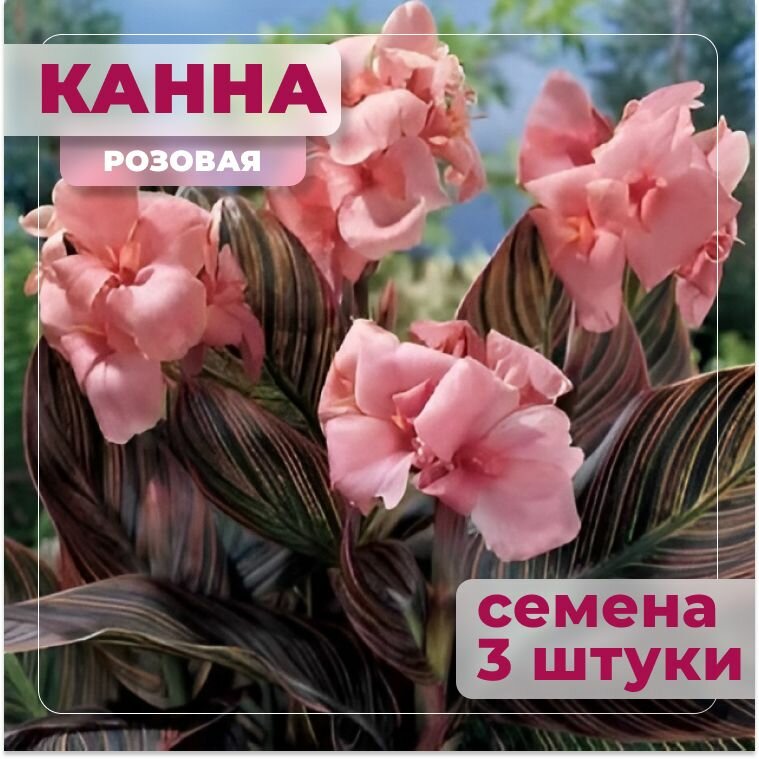 Канна (розовая), для дома и сада, семена для выращивания 3 штуки