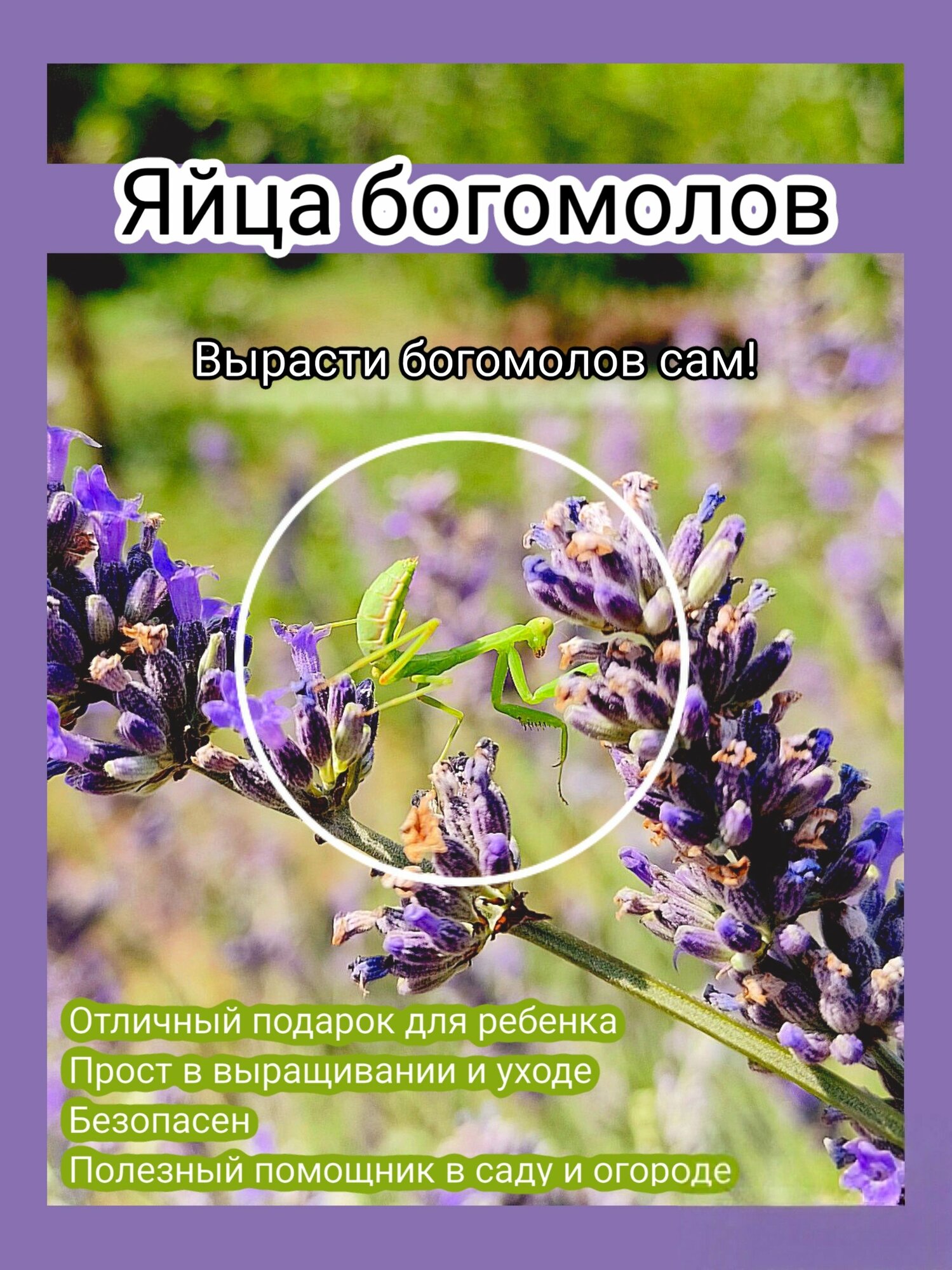 Инсектологическая ферма коконы оотека богомола