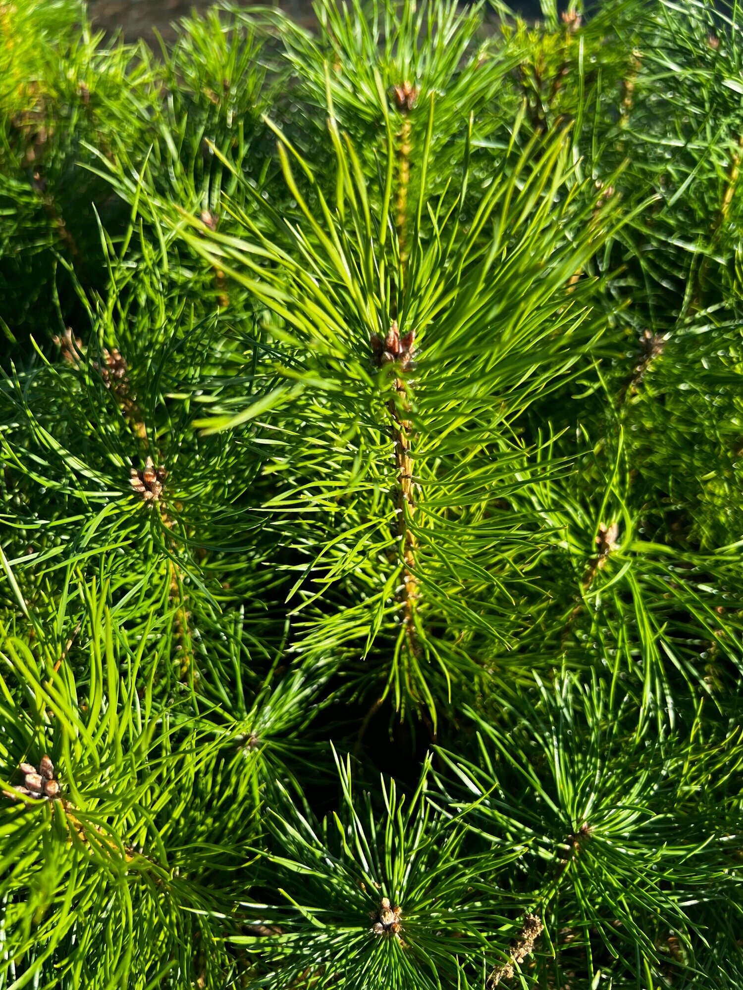 Сосна обыкновенная(лесная), Р9, 15-20 см