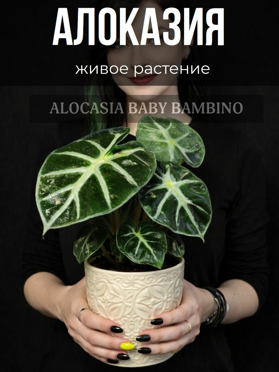 Алоказия Бейби Бамбино (Alocasia Baby Bambino) D6см, растение в горшке