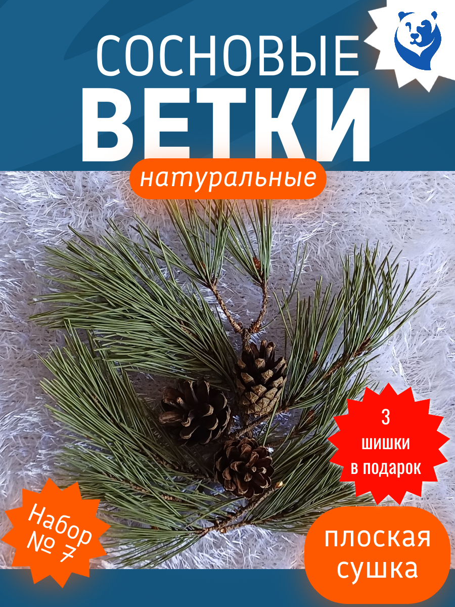 FashionProduct Сосновые ветки натуральные с иголками, плоская сушка, набор № 7, 8 шт.