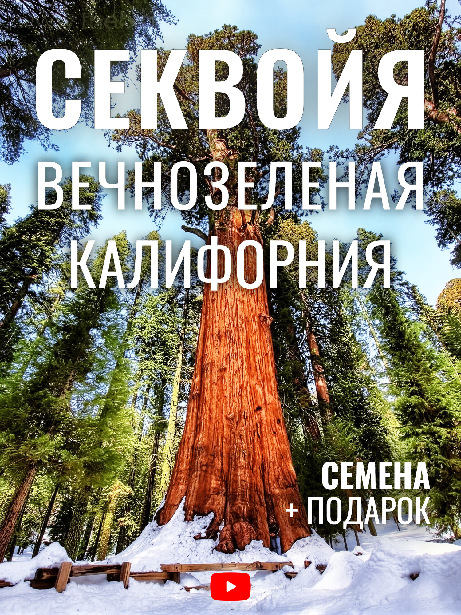 Секвойя вечнозелёная Калифорния, Семена, 20 шт, семена хвойных