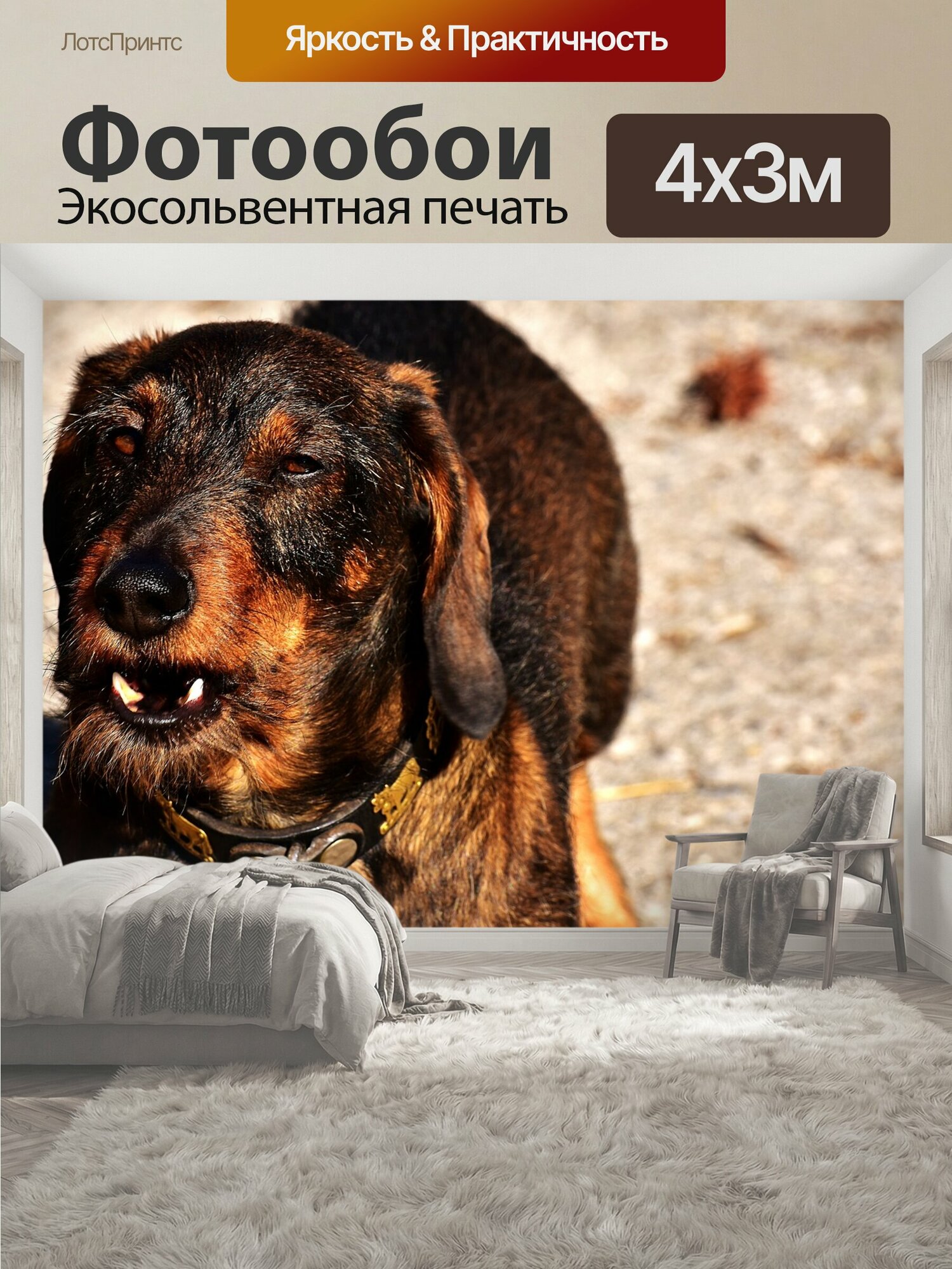 Фотообои "Жесткошерстная такса, собака, животное" 400x300 см. экосольвентная печать