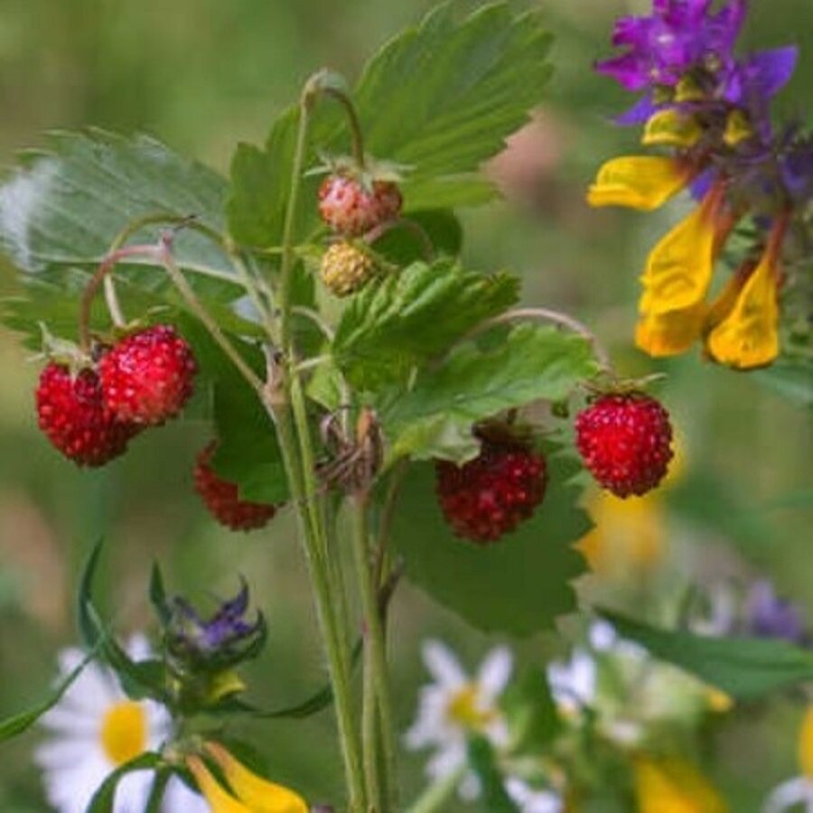 Семена Deodar SEEDS COMPANY Клубника лесная 30 шт.