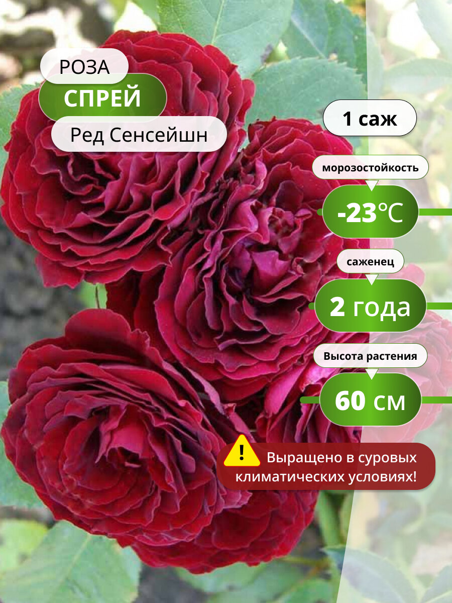 Роза спрей "Ред Сенсейшн", многолетняя, цветение в июне, красная, высота 60 см, 1