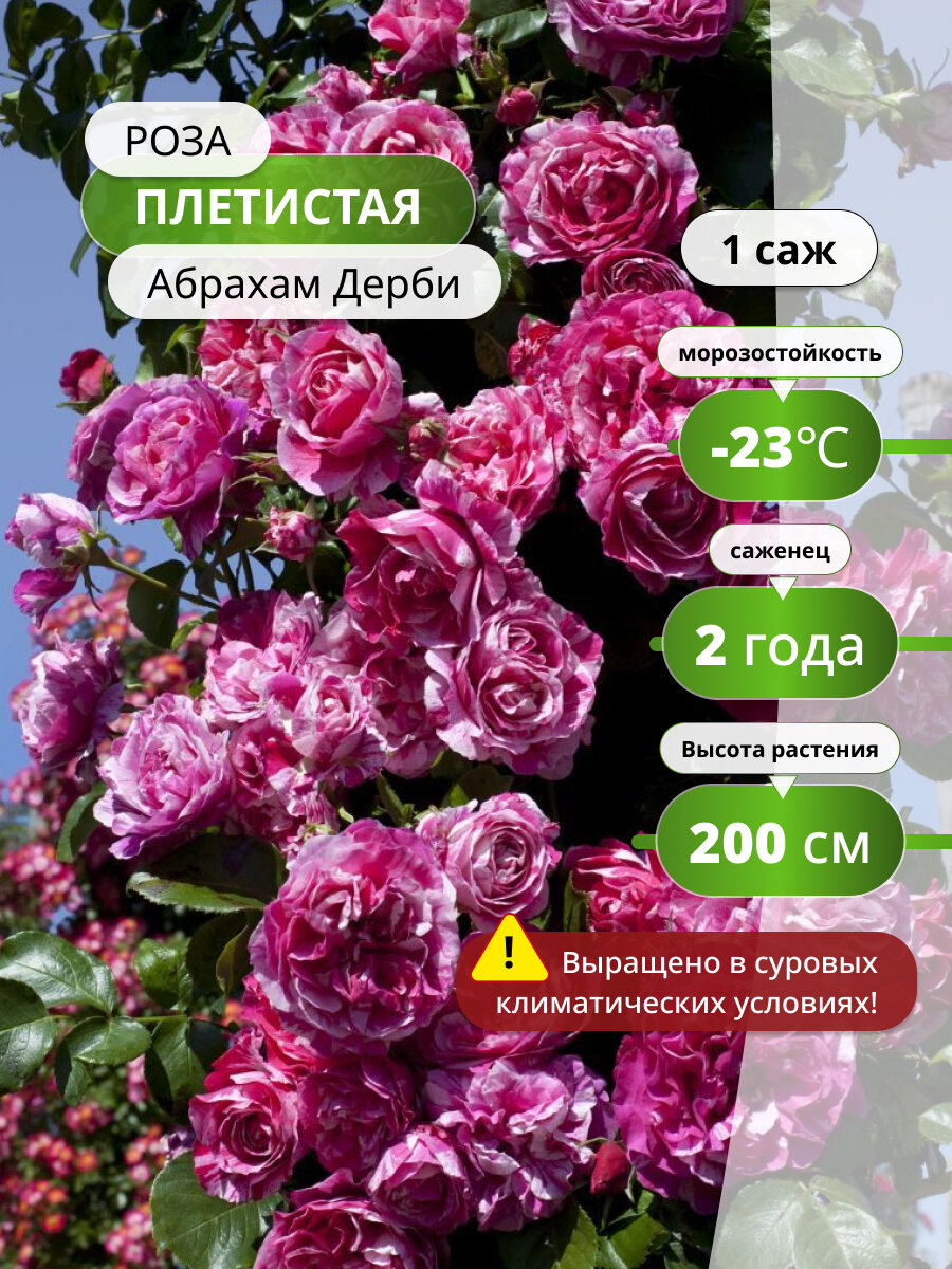 Роза плетистая Инес Састр (Ines Sastre), 1 шт, розовая, пионовидная