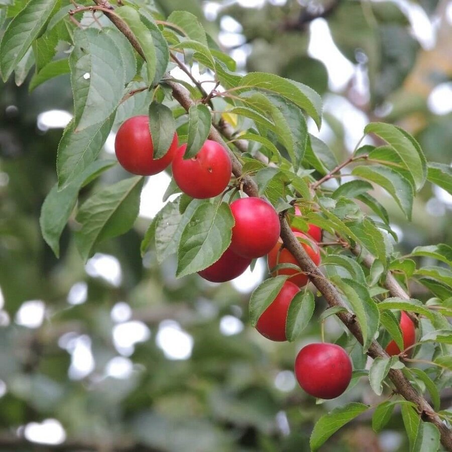 Семена Deodar SEEDS COMPANY Алыча красная среднеплодная 5 шт.