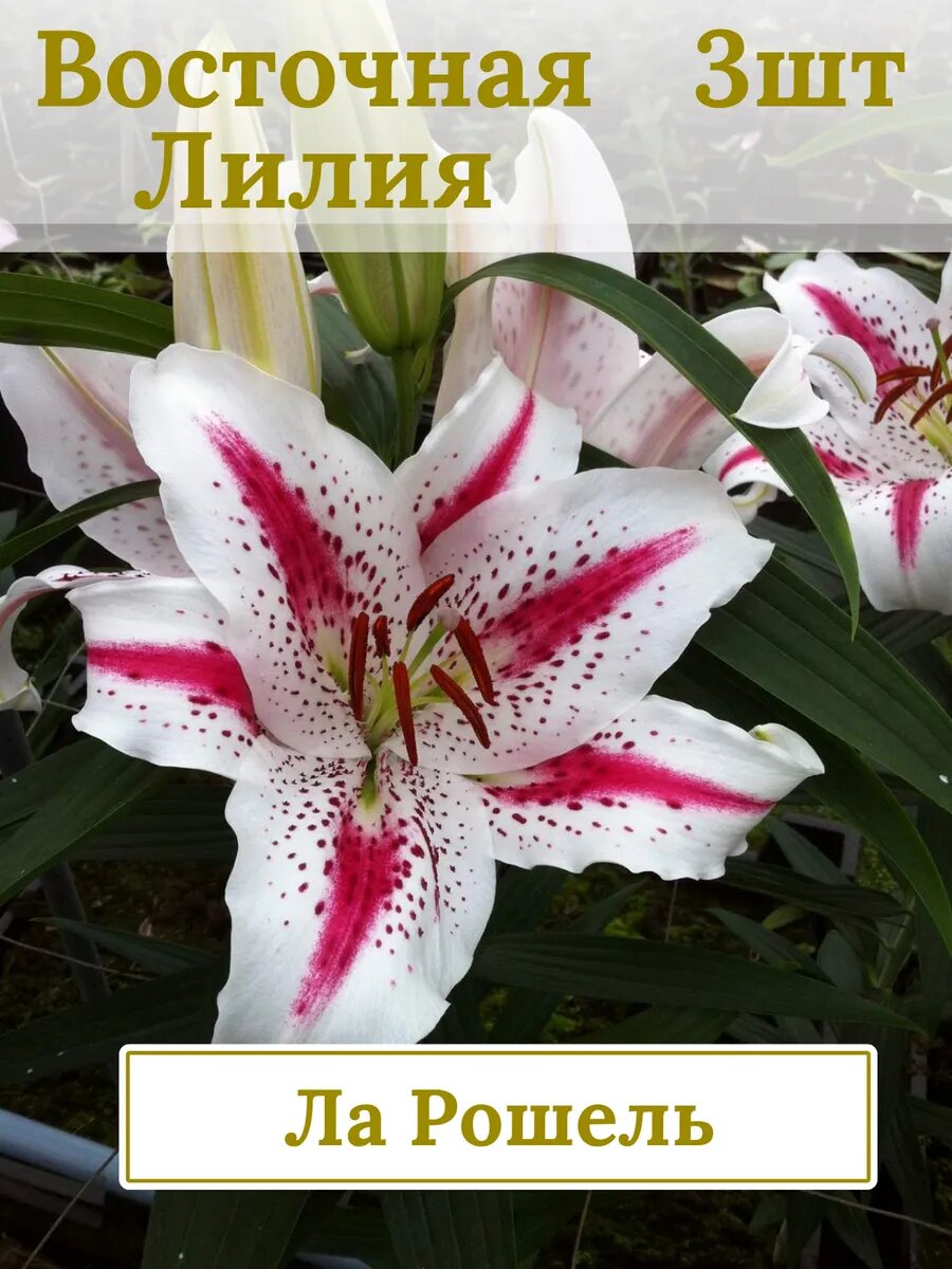 Лилия Восточная махровая, многолетние цветы, луковицы 3 шт