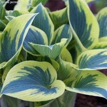 Хоста Фёрст Фрост (1 корневище в пакете с торфом), Нидерланды