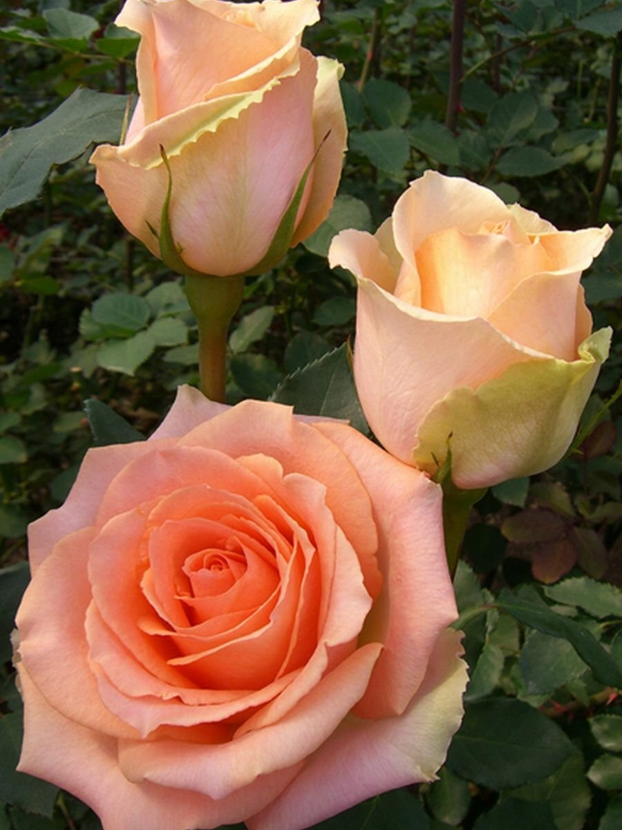 Роза чайно-гибридная "Версилия", многолетняя, кремовая, 30см