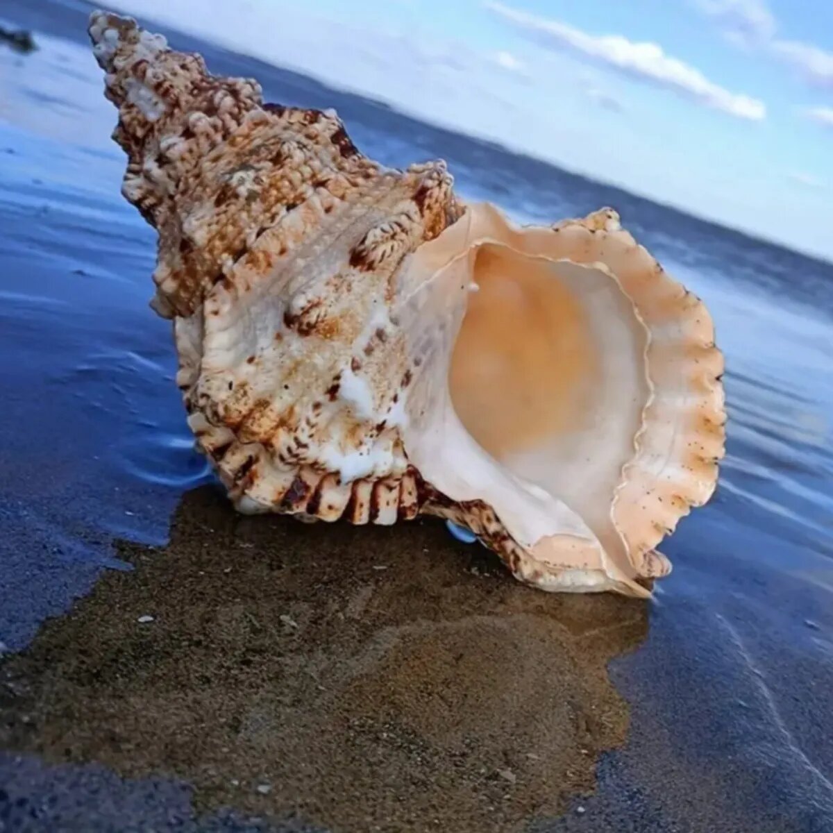 Ракушка морская натуральная Бурса Бубо "8"