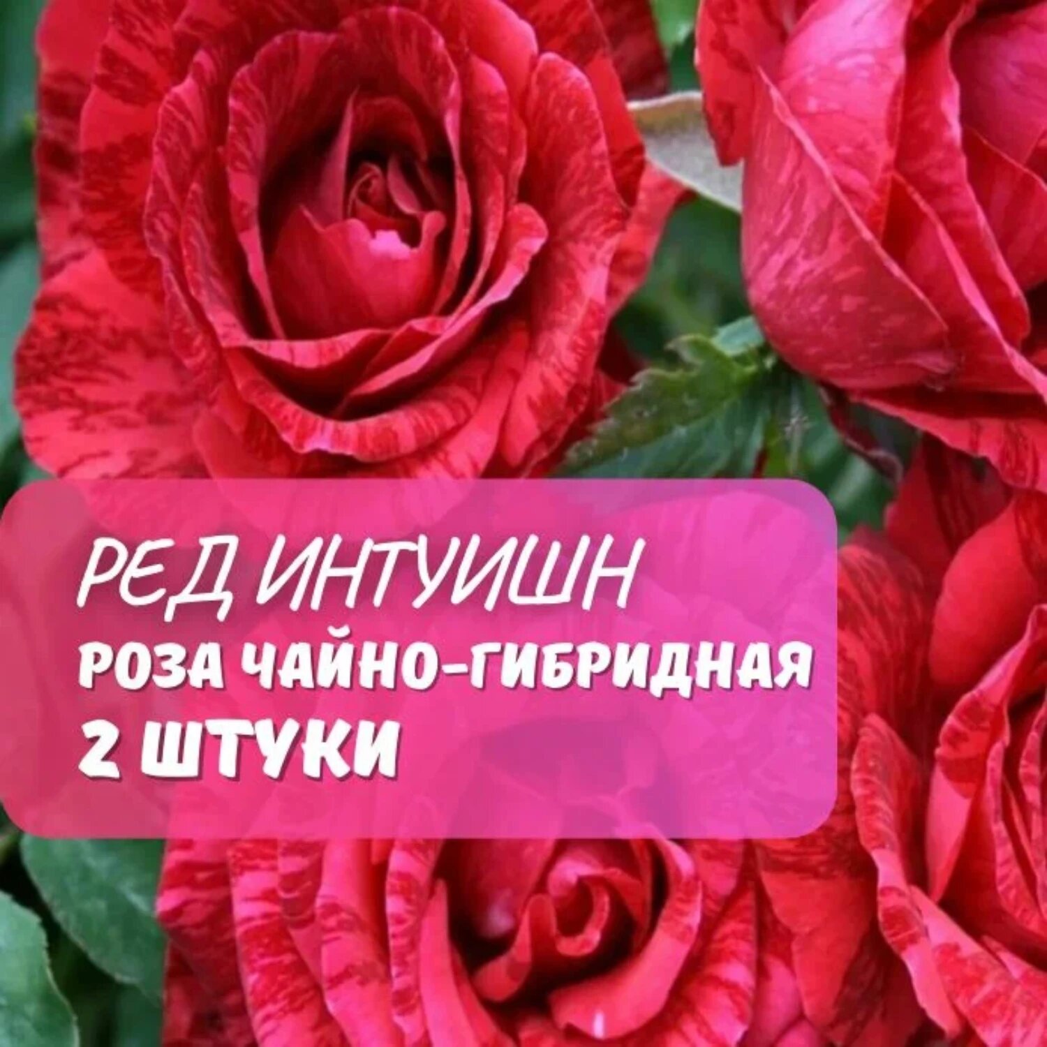 Роза чайно-гибридная Ред Интуишн 2 шт / розы, многолетняя, красная