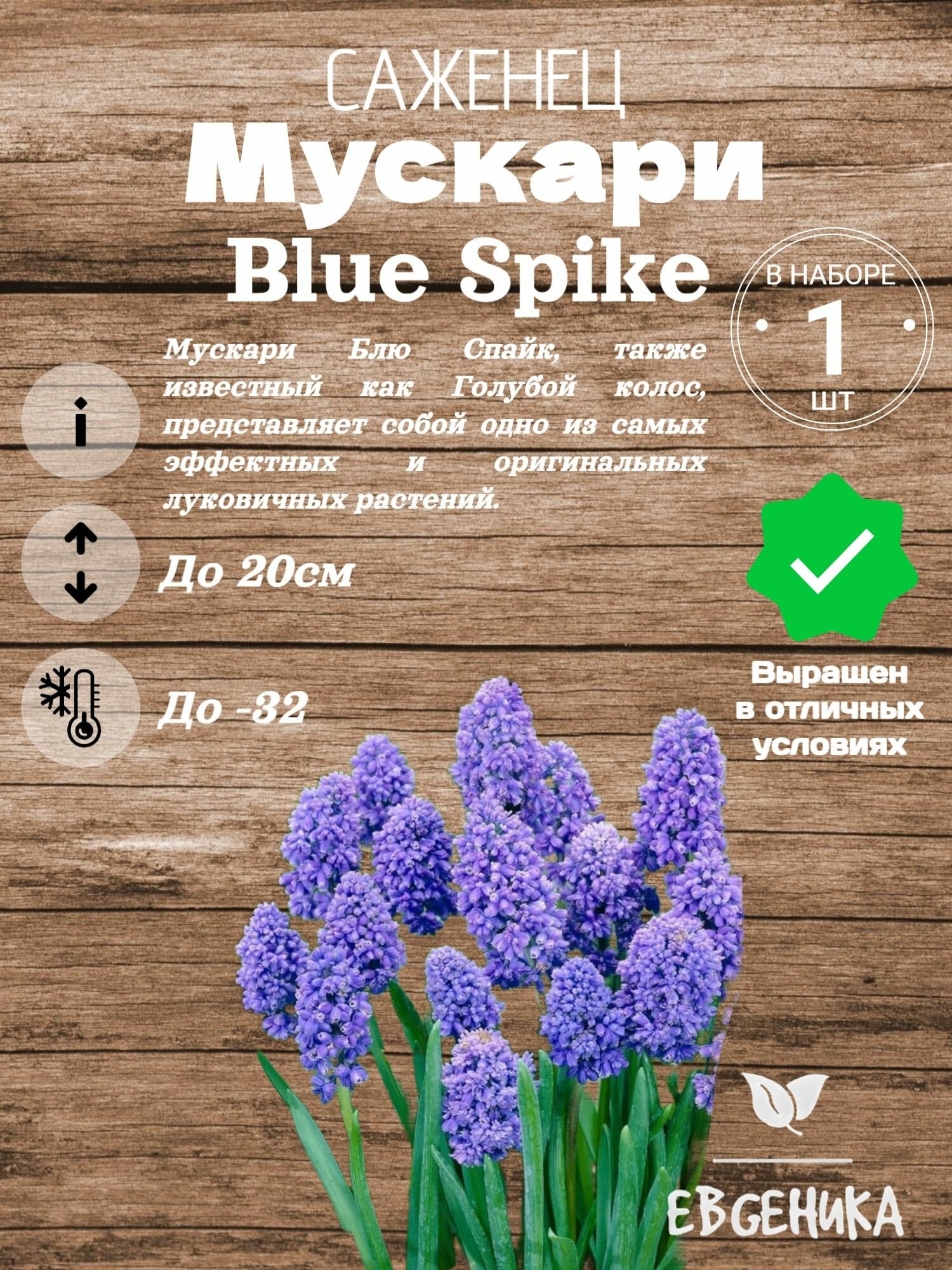 Мускари Blue Spike