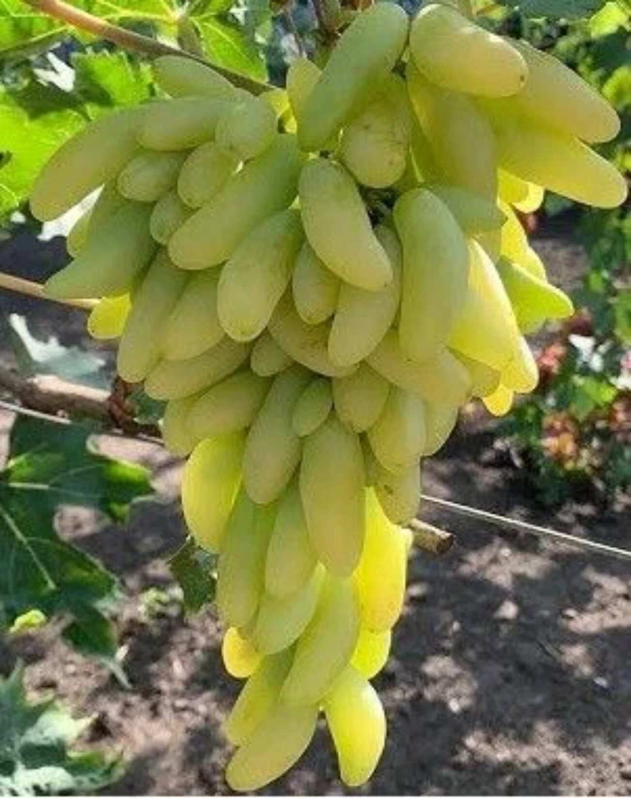 Виноград Козерог / 1 шт, раннеспелый, высокоурожайный, столовый сорт