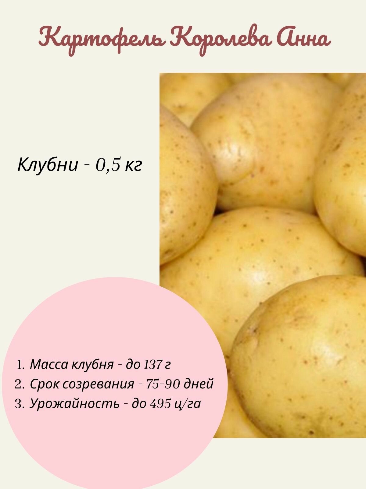 Картофель белый Королева Анна 0,5 кг на посадку